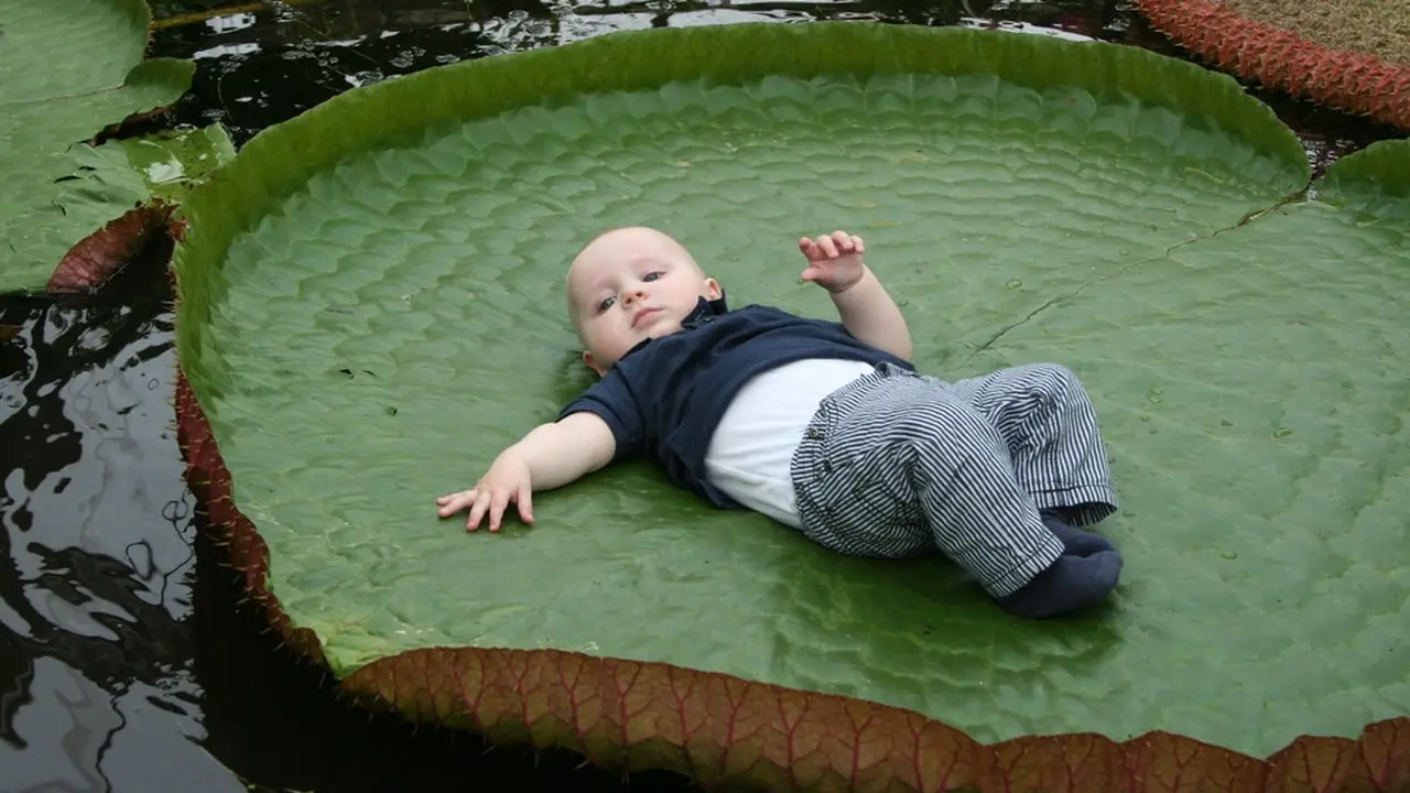 5 Fakta Unik Victoria Amazonica, Teratai Raksasa yang Kuat Tahan Beban ...