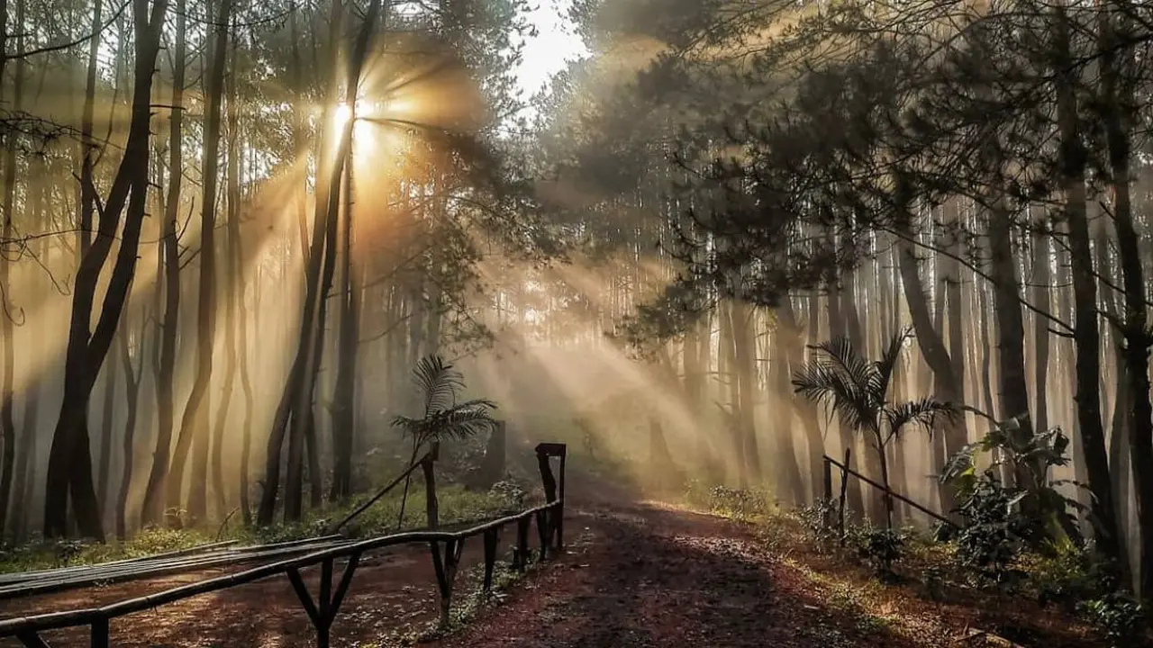 6 Fakta Menarik Gunung Karacak di Garut yang Memiliki Hutan Pinus di ...