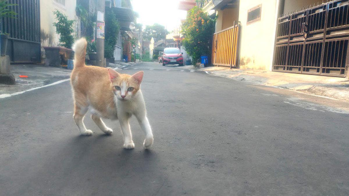Heboh Belasan Kucing Mati Massal di Malang, Kuat Dugaan Diracun ...