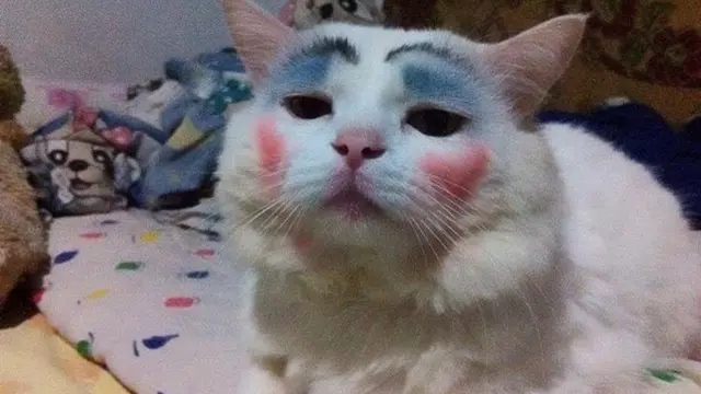 6 Kucing Pakai Makeup Biar Terlihat Cantik Ini Kocak, Ada yang Menor ...