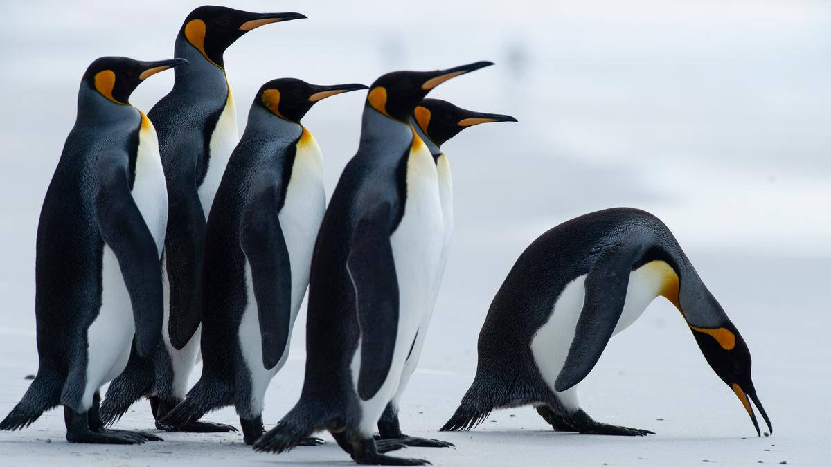 FOTO: Melihat Ragam Jenis Penguin di Kepulauan Falkland - Foto Liputan6.com