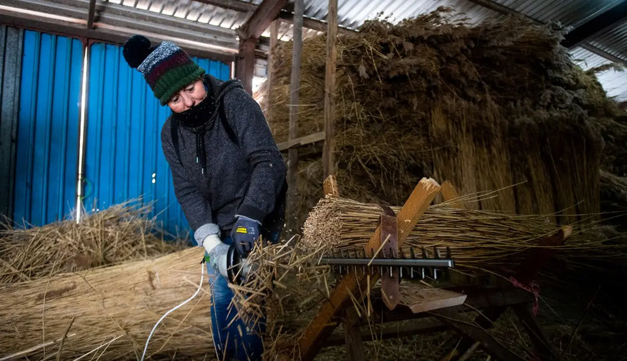 FOTO: Melihat Panen Buluh di Polandia yang Bersalju - Foto Liputan6.com