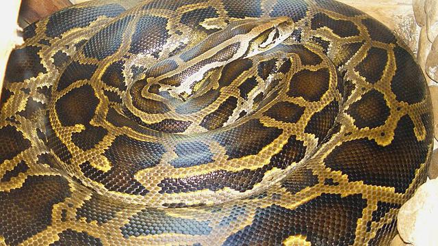 13 Ular Terbesar di Dunia dari Masa ke Masa