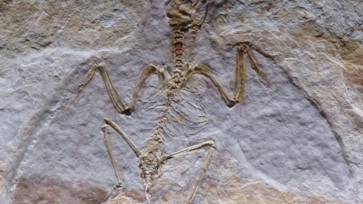 Fosil Naga Terbang Ditemukan di Gurun Chile - Global Liputan6.com