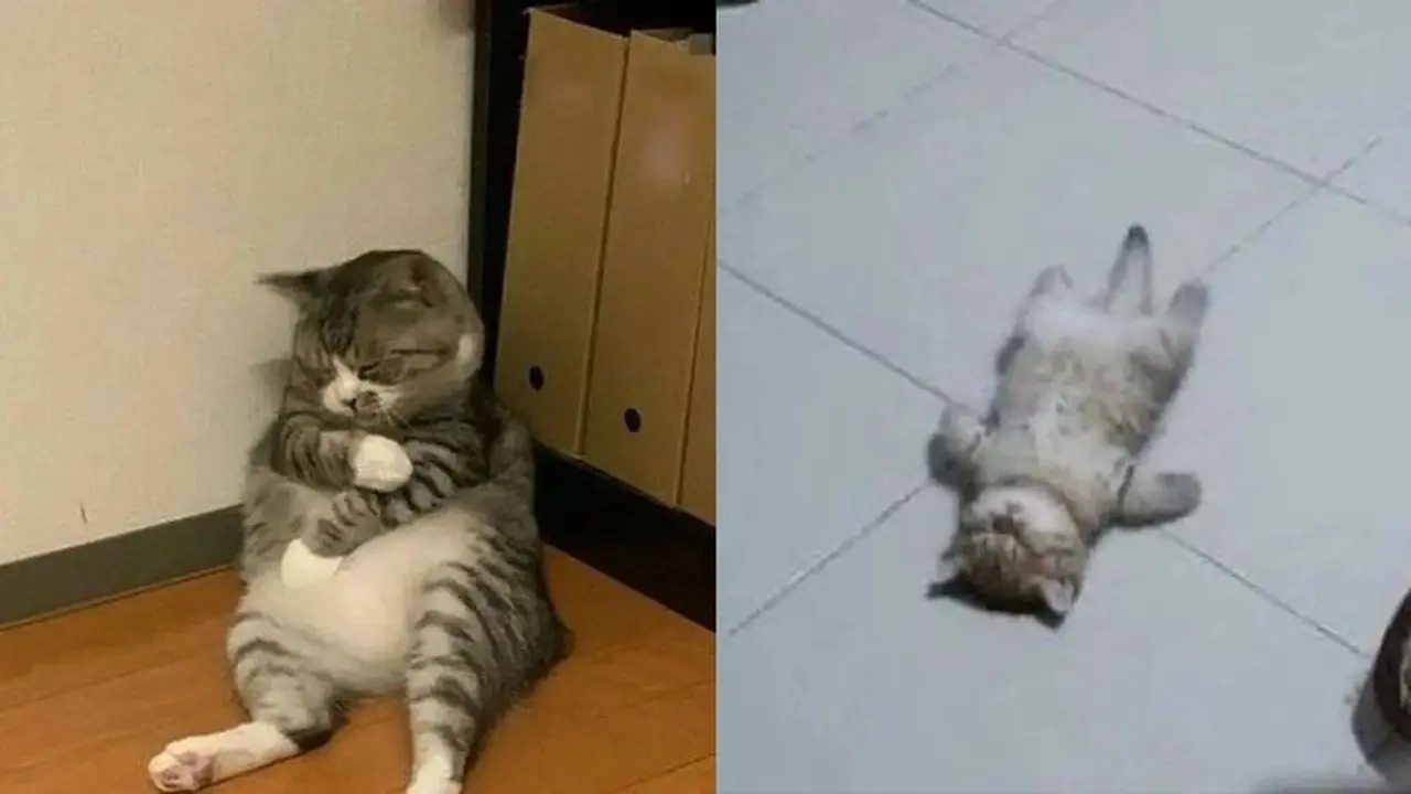 6 Potret Kucing Malas Gerak Ini Tampak Lucu, Pose Rebahan Bikin Gemas ...