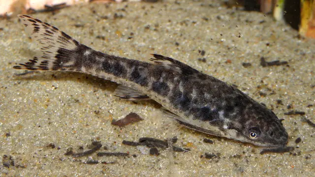 15 Jenis Ikan yang Bisa Memakan Lumut dan Organisme Alami di Kolam ...