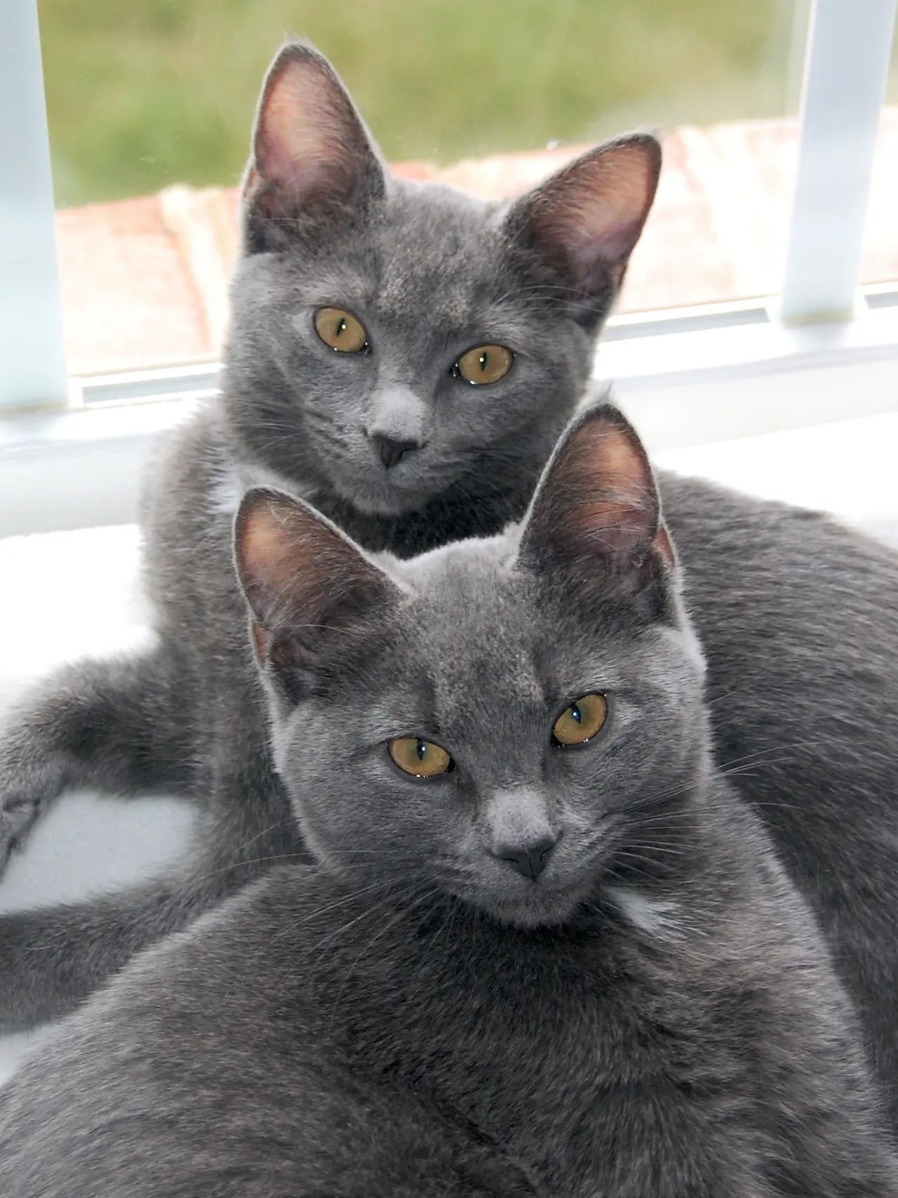 Bukannya Nakal, 10 Ras Kucing Ini Memang Cerdas dan Hiperaktif ...