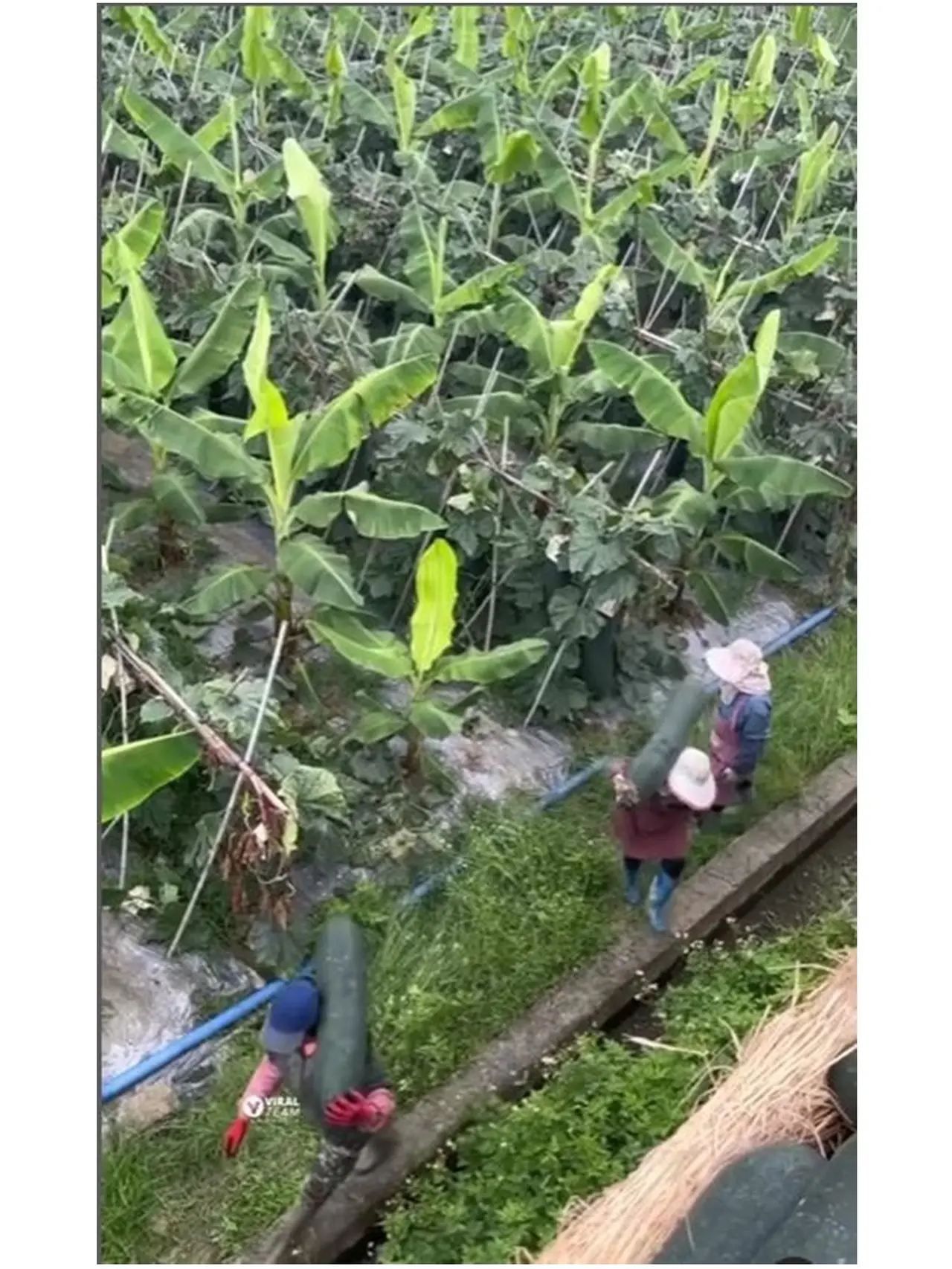 Viral Momen Petani Panen Timun Raksasa, Penampakannya Bak Cerita ...