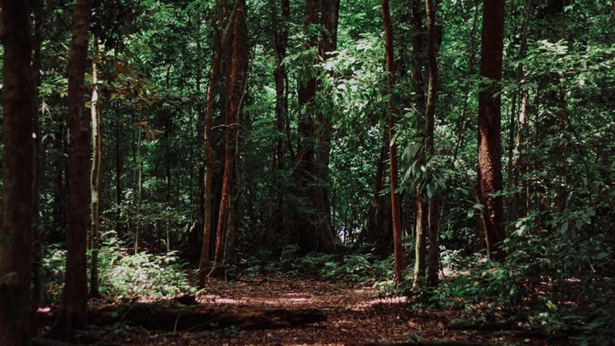 7 Manfaat Hutan Lindung yang Perlu Diketahui - Ragam Bola.com
