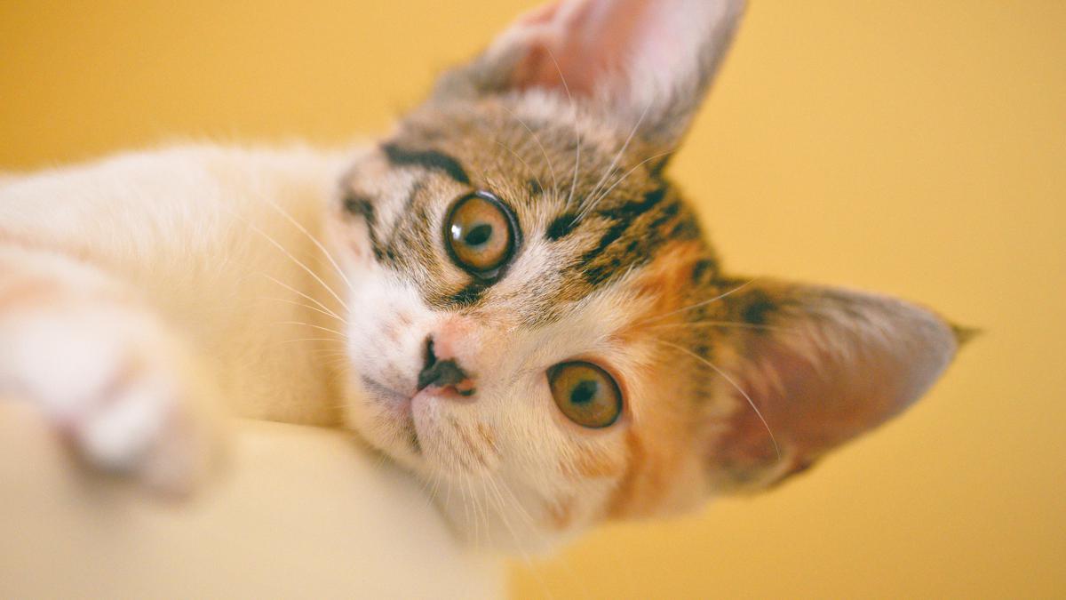 5 Jenis Tatapan Mata Kucing Beserta Maknanya, Ada yang Menunjukkan ...