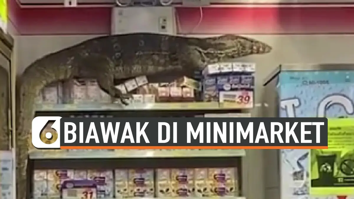Video Biawak masuk minimarket Hari Ini - Video Terbaru Terkini ...