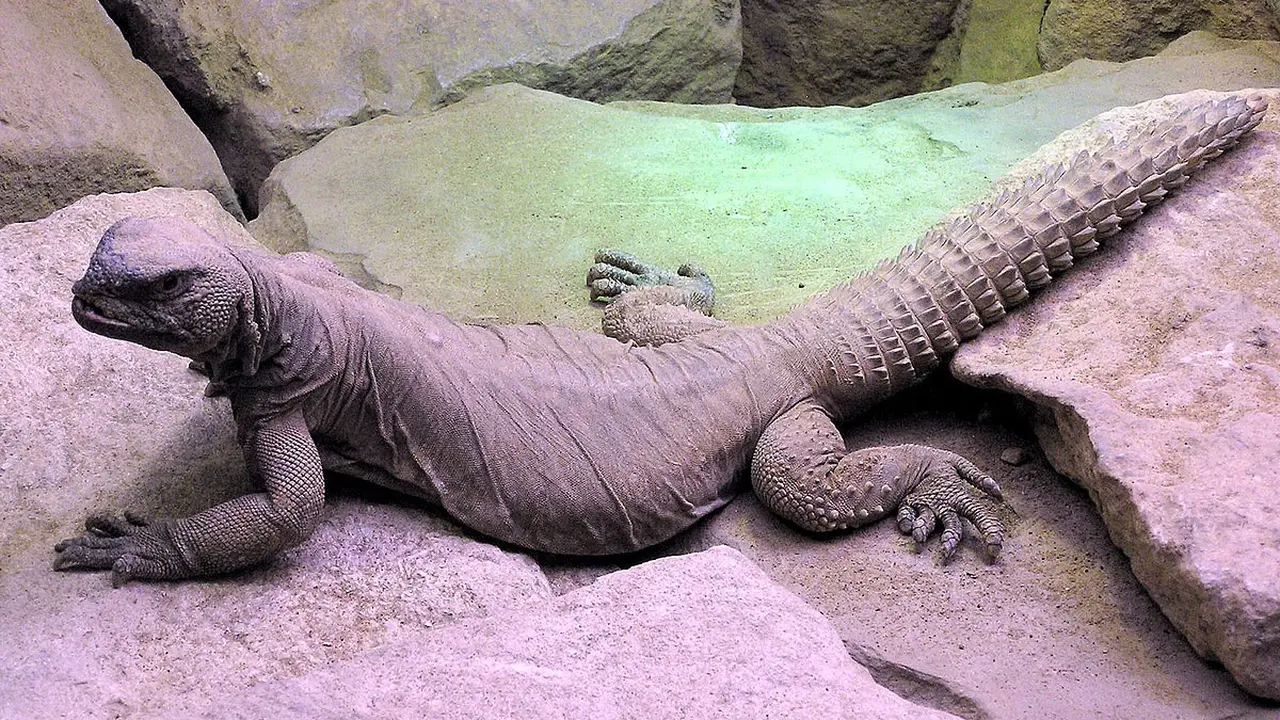 Mengenal Dhabb, Kadal Gurun yang Halal untuk Dimakan dan Memiliki ...