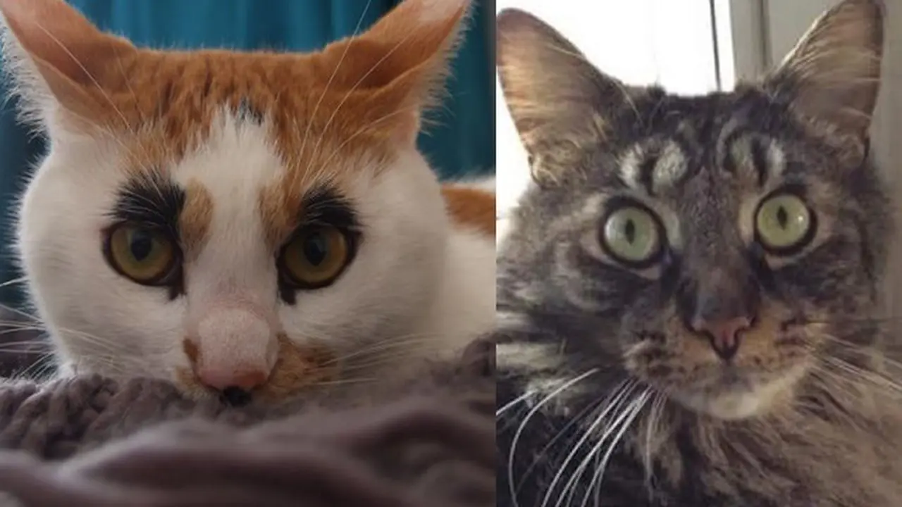 Kucing-Kucing dengan Warna dan Pola Bulu yang Unik, Mana yang Kamu Suka ...