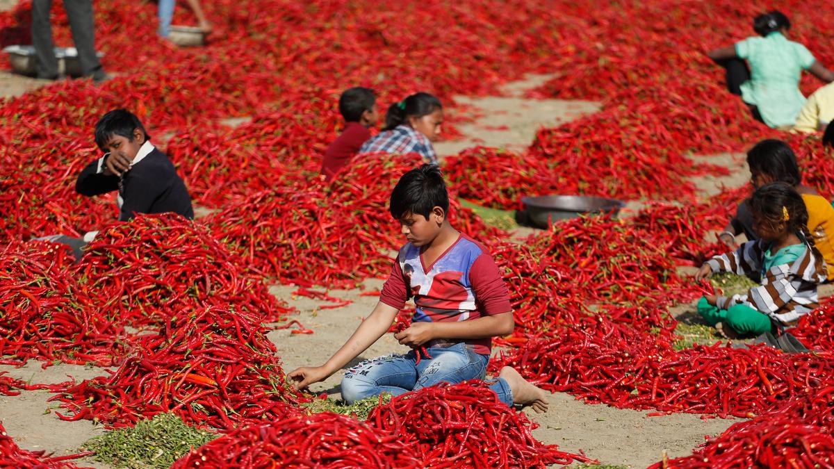 FOTO: Desa di India Tiba-Tiba Terlihat seperti Lautan Merah - Foto ...