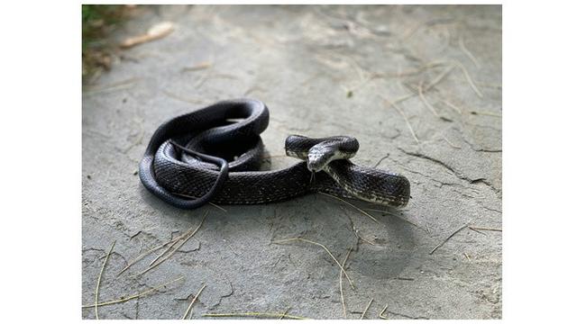12 Spesies Ular Hitam yang Kerap Sembunyi di Kebun Rumah, Kenali Cirinya