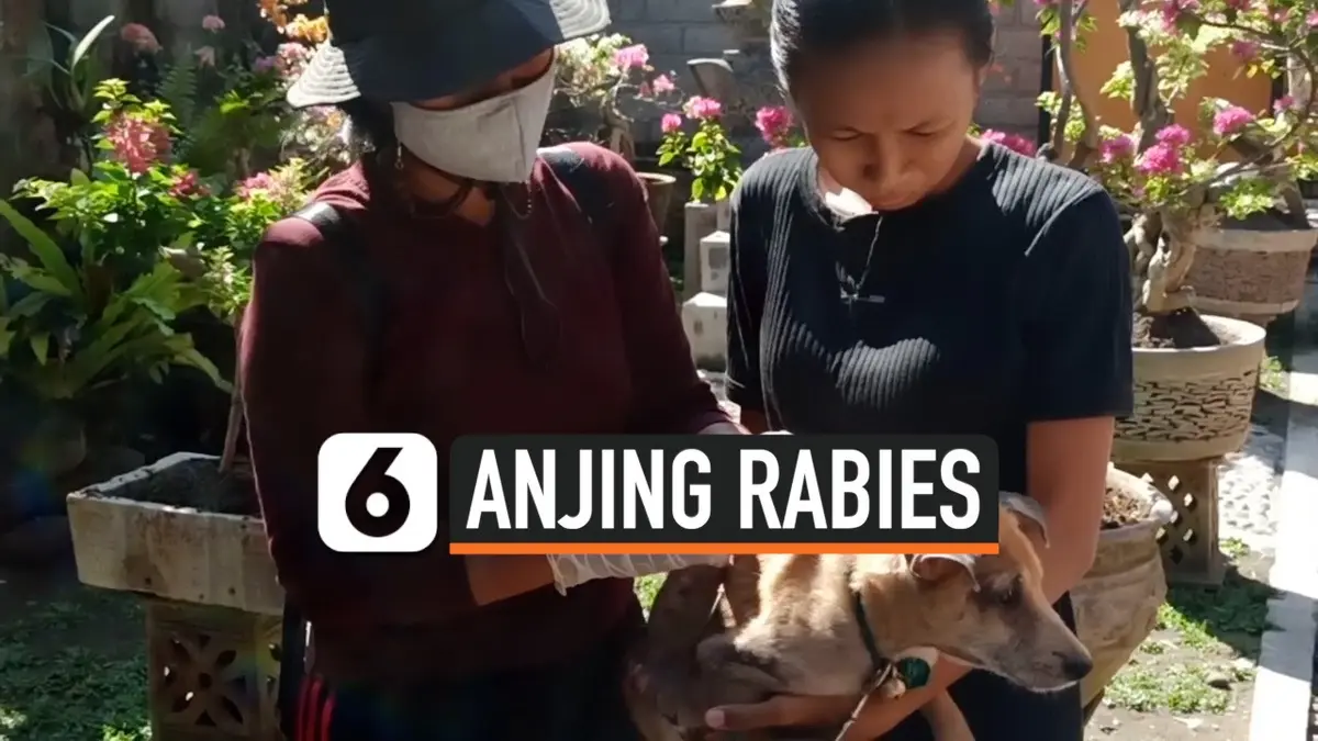 Berita wabah rabies bali Hari Ini - Kabar Terbaru Terkini | Liputan6.com