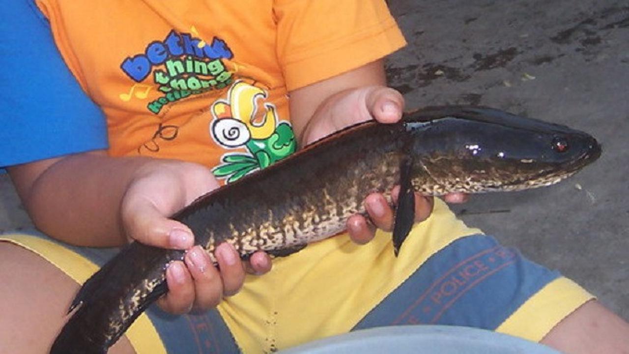 7 Cara Ternak Ikan Gabus di Kolam Terpal untuk Pemula, Raih Untung Melimpah