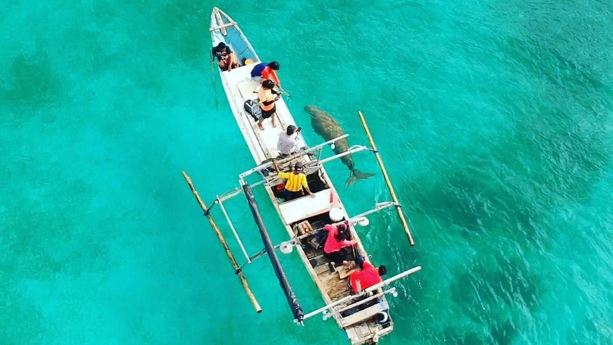 Perkenalkan Mawar, Dugong Jantan Ramah yang Jadi Ikon Wisata Alor NTT ...
