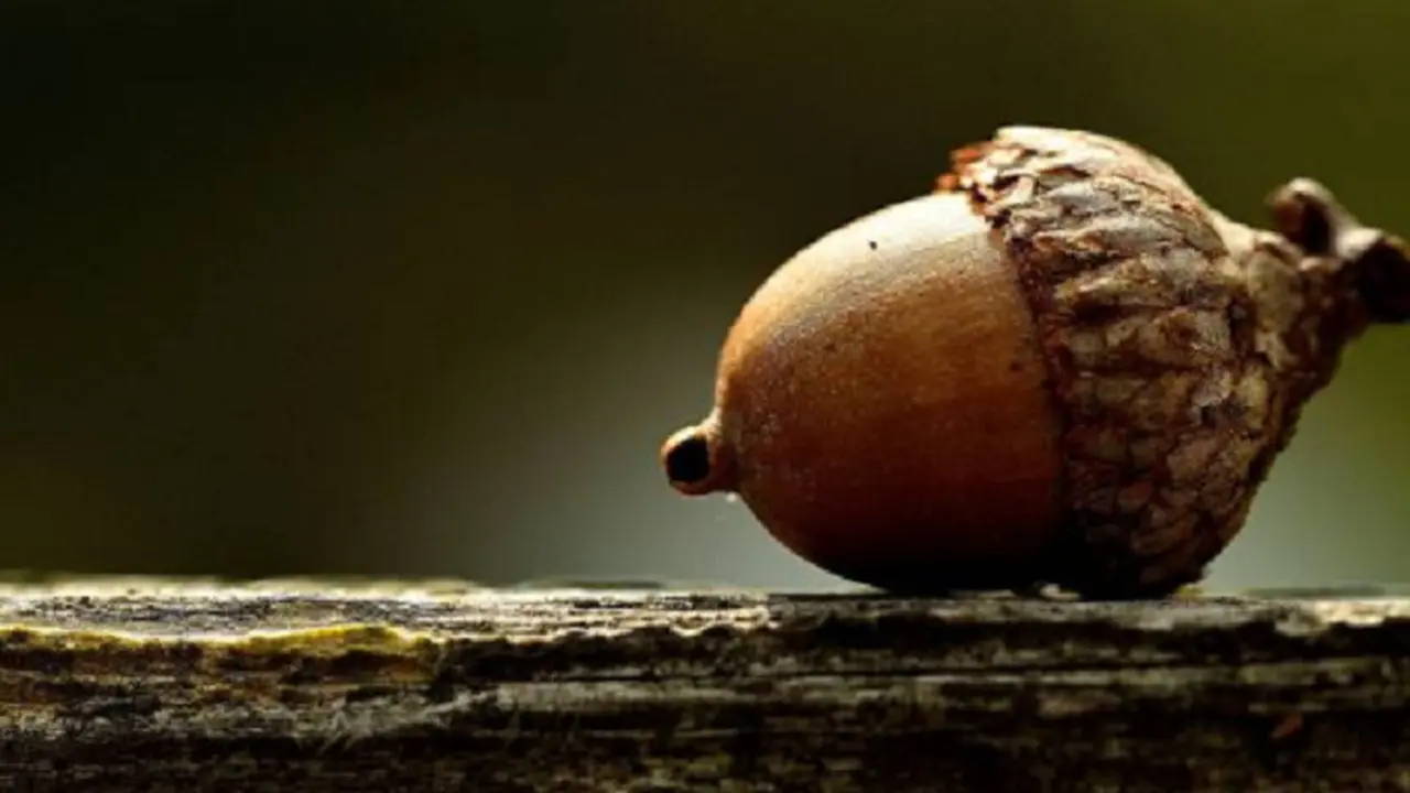 15 Jimat Keberuntungan dari Seluruh Dunia, Bisa Bawa Hoki? - Global ...