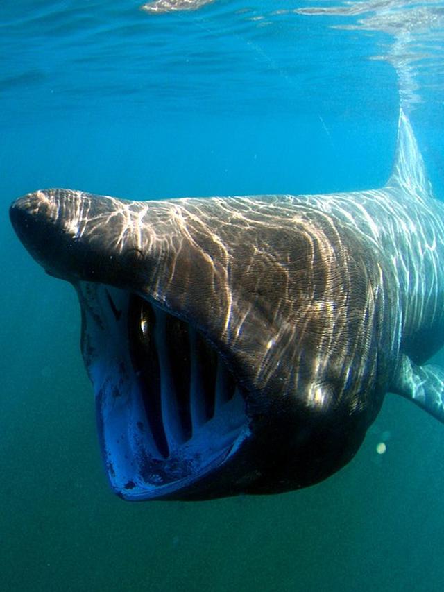 10 Hiu Raksasa yang Menguasai Lautan, Ternyata Urutan Pertama Bukan ...