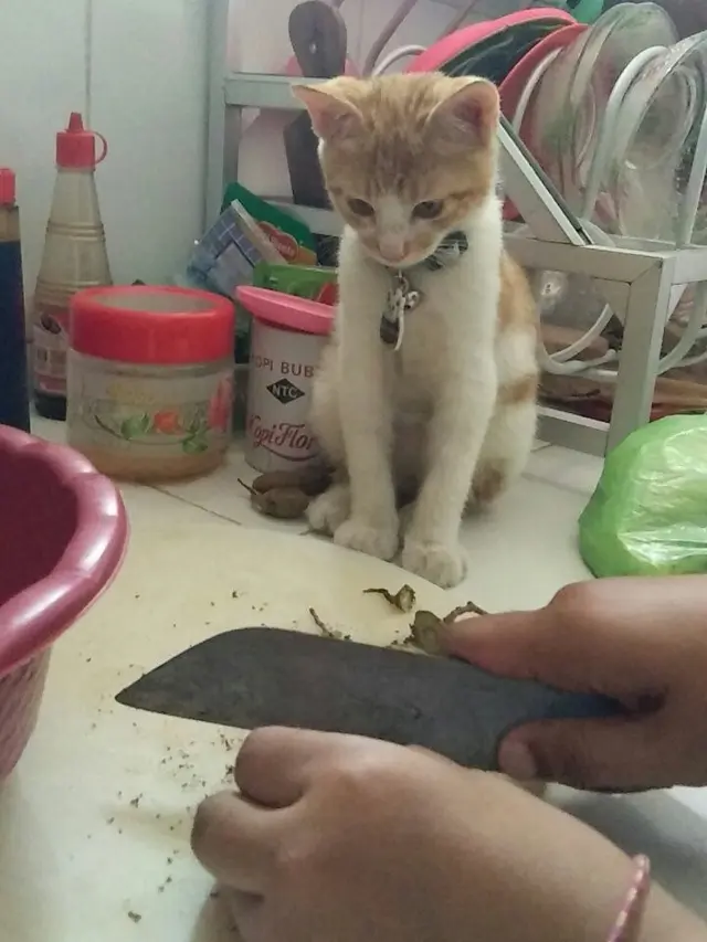 7 Potret Kucing 'Bantu Masak' di Dapur Ini Aksinya Bikin Gemas - Hot ...