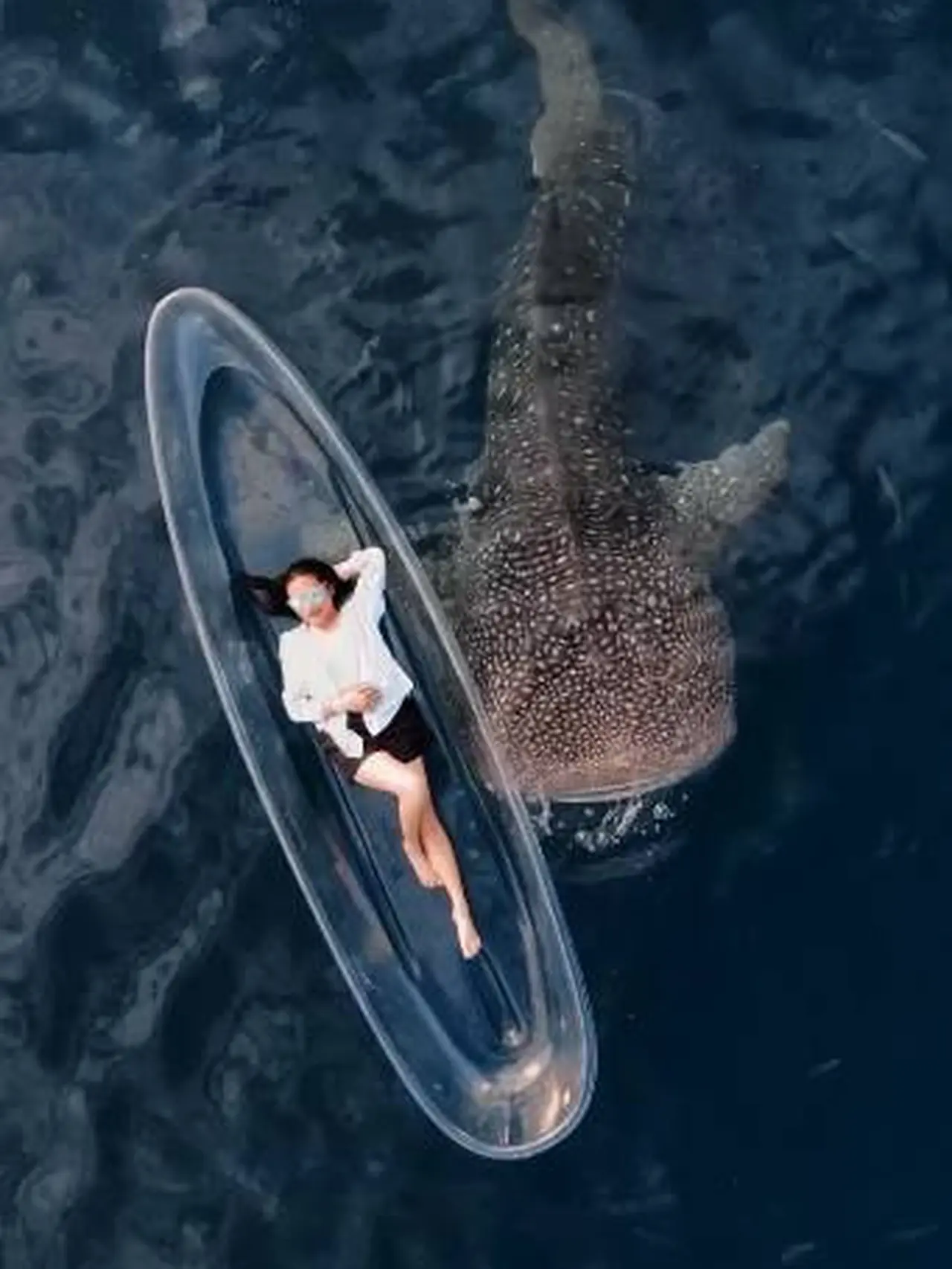 7 Potret Prilly Latuconsina Menyelam Bareng Hiu Paus di Gorontalo ...