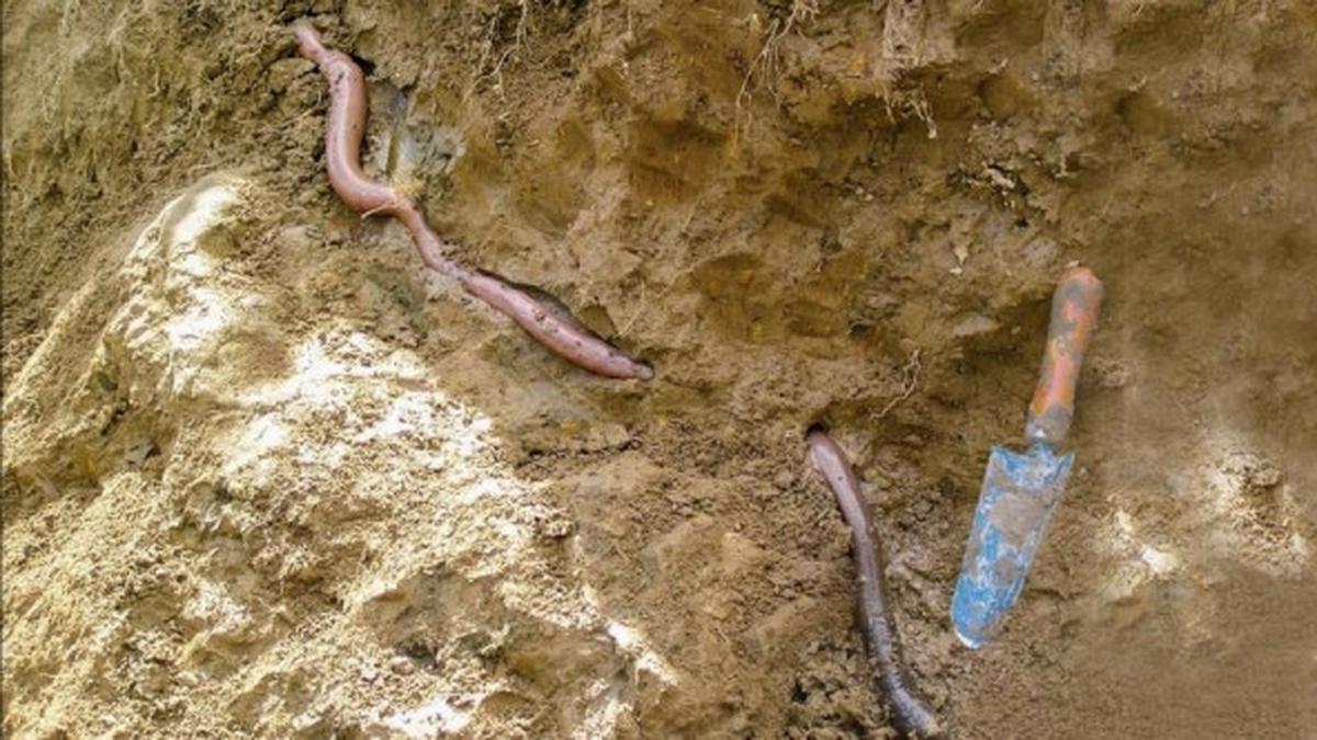 Dikira Kabel, Pria Ini Temukan Cacing Tanah Terbesar di Dunia