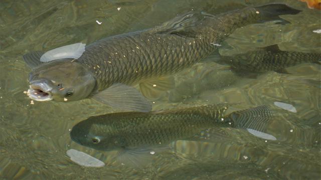 Budidaya Ikan Dewa, Endemik Langka yang Jadi Andalan Warga Cimalaka ...