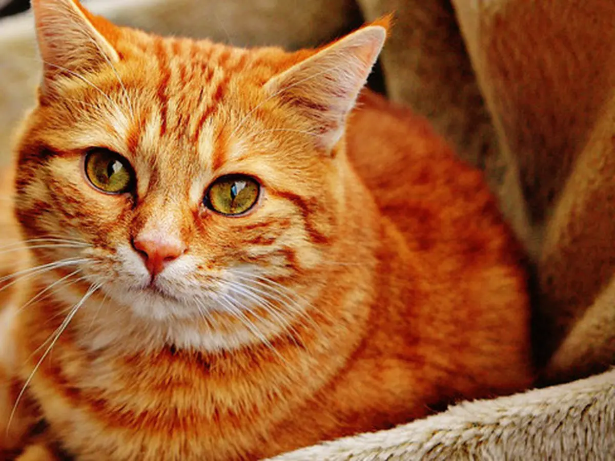 Gambar Kucing Comel Dan Lawak