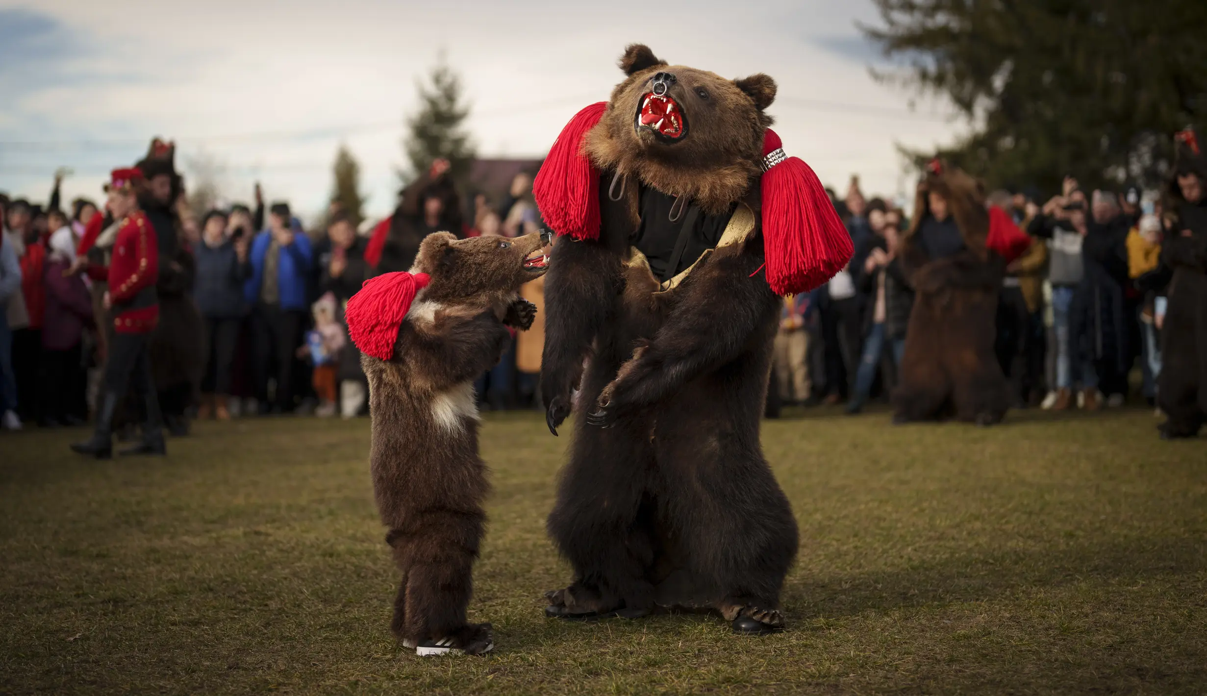Inilah Festival Kostum Beruang yang Unik dan Seru di Rumania - Foto ...