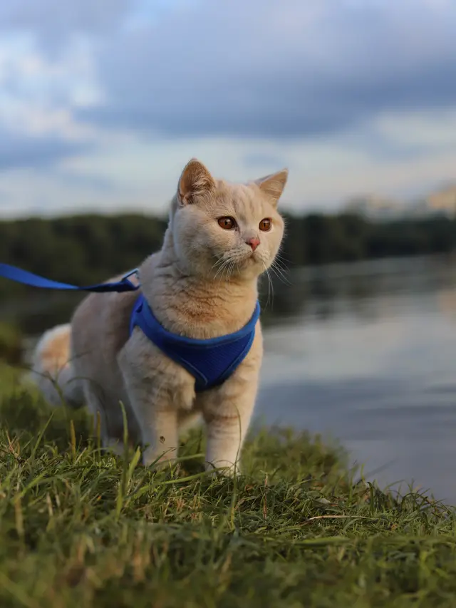 Tips Melatih Kucing untuk Berjalan dengan Tali - Global Liputan6.com