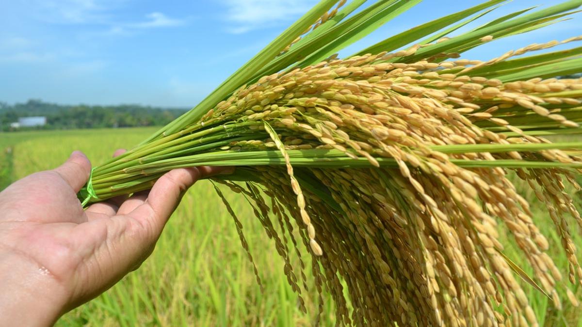 Kementan Targetkan Bulog Serap 2,2 Juta Ton Gabah - Bisnis Liputan6.com