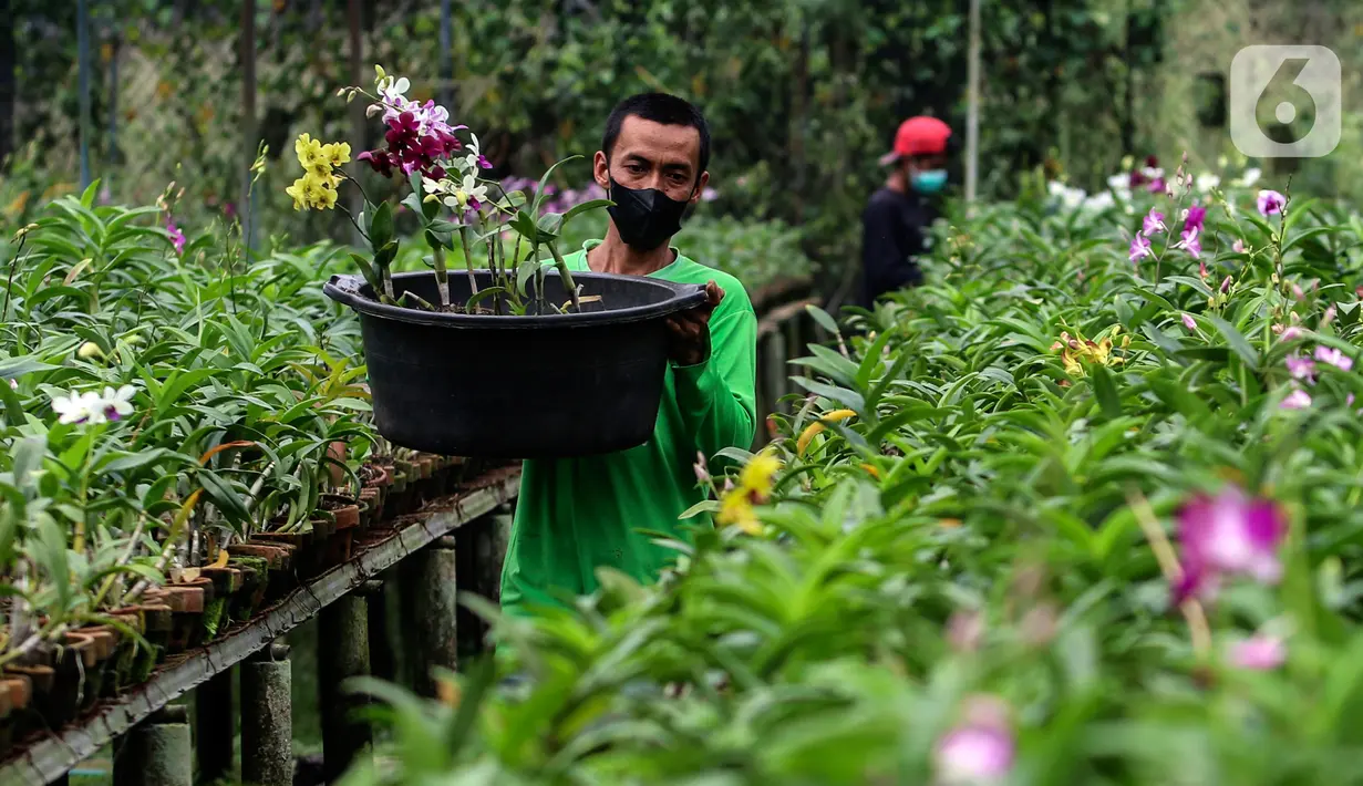 FOTO: Melihat Budidaya Anggrek di Bogor - Foto Liputan6.com