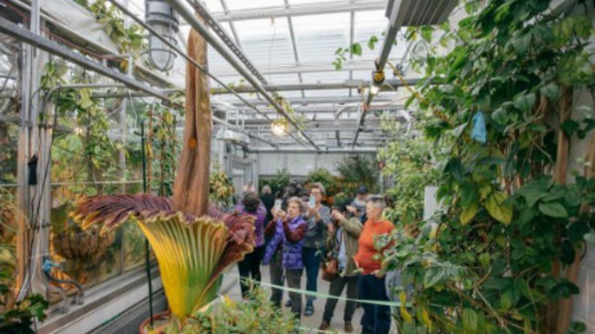 Bunga Bangkai Khas Sumatra Merekah Lagi di AS - Global Liputan6.com