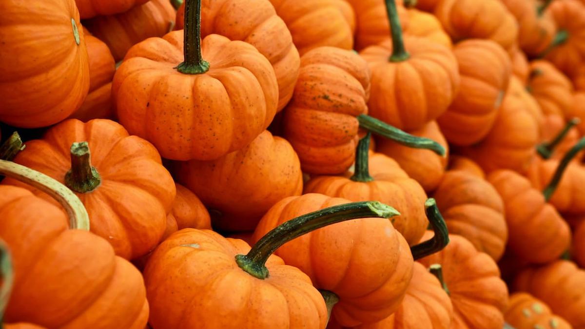 8 Manfaat Konsumsi Waluh Kukus, Labu Kuning yang Ceritanya Tak Lekang ...