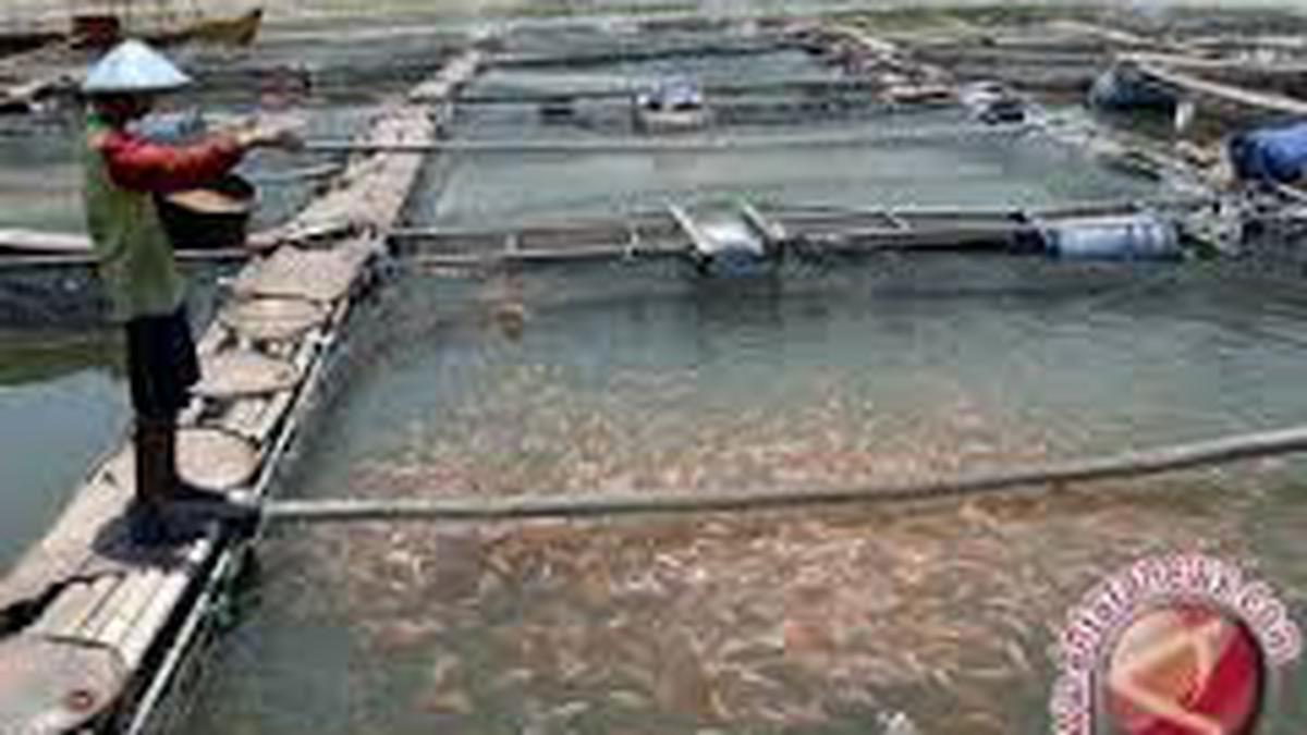 Berbekal Sertifikat Ini, RI Bisa Merajai Pasar Perikanan Dunia - Bisnis ...