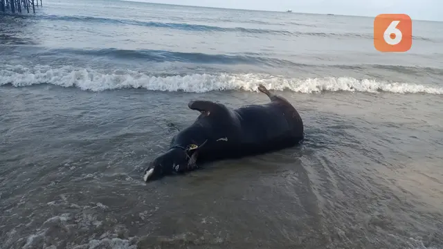 Geger, Bangkai-Bangkai Sapi Berceceran di Pesisir Pantai Balikpapan ...