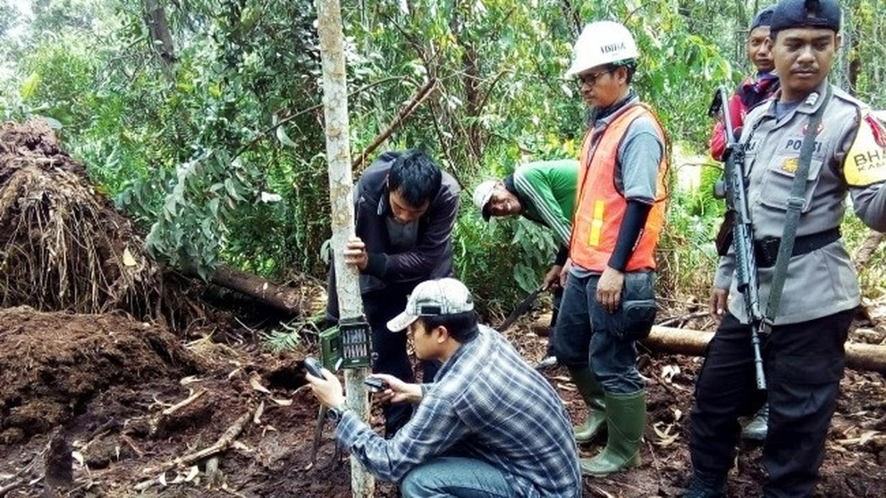 Penebang Akasia Diterkam Harimau, Lokasinya Diduga Sarang Si Datuk Belang
