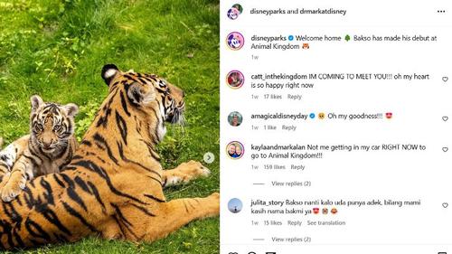 anak harimau sumatera bakso