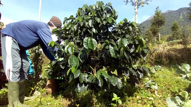 Aroma Wine dalam Sececap Kopi Arabika Lereng Gunung Slamet - Regional ...