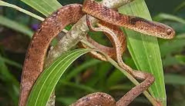 KPS Adalah Kartu Perlindungan Sosial, Ketahui Manfaat dan Cara ...