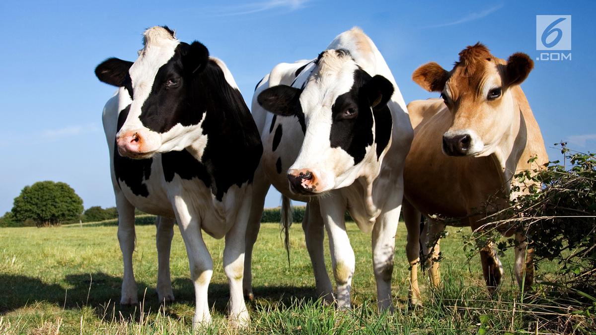 Sapi Sumbang Pemanasan Global, Begini Inovasi Cerdik Atasinya