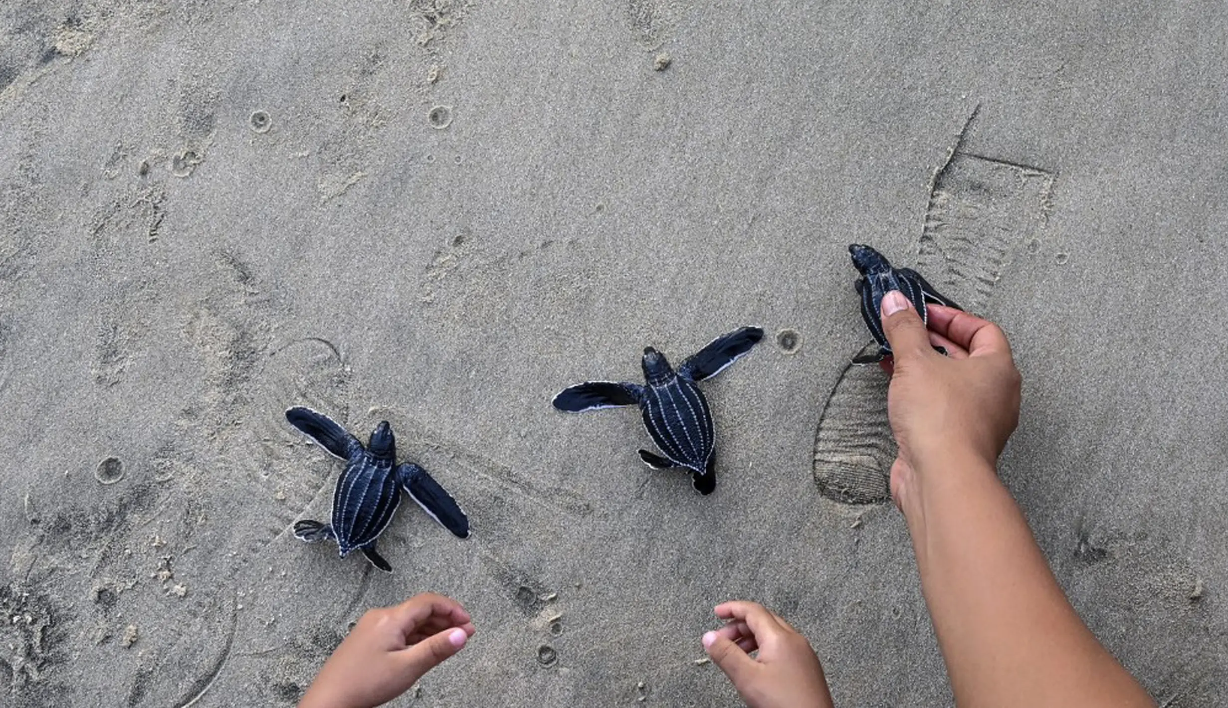Momen Pelepasliaran Puluhan Anak Penyu di Pantai Aceh Besar - Foto ...