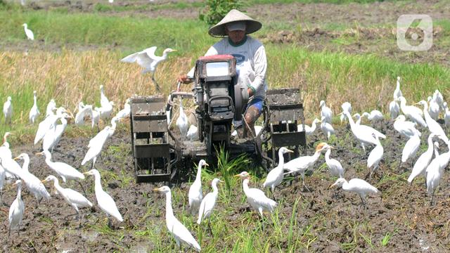 Agraris Adalah Masyarakat Pertanian, Kenali Cirinya - Hot Liputan6.com