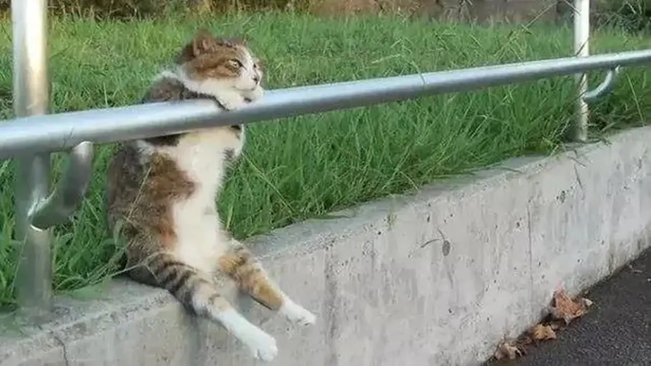 8 Potret Kucing saat Sedih Ini Justru Bikin Gemas - Hot Liputan6.com