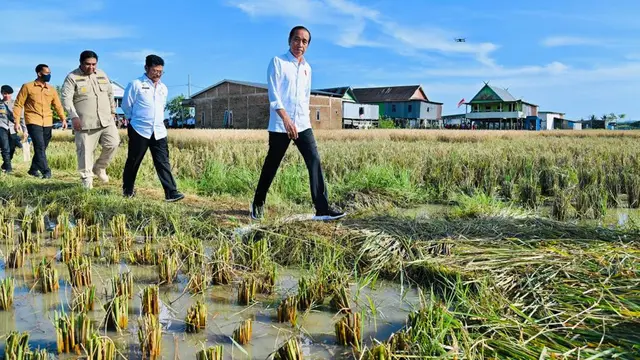 Tinjau Panen Raya di Maros Sulsel, Jokowi: Surplus Bisa Dibawa untuk Daerah Lain - News Liputan6.com