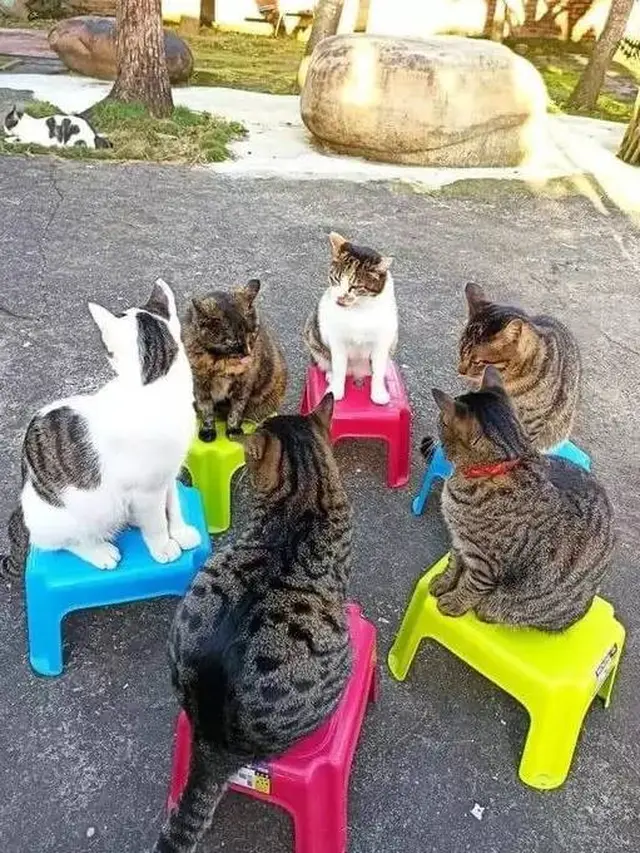 7 Potret Kocak Kucing saat Kumpul Bareng Ini Bikin Meringis, Gemas ...