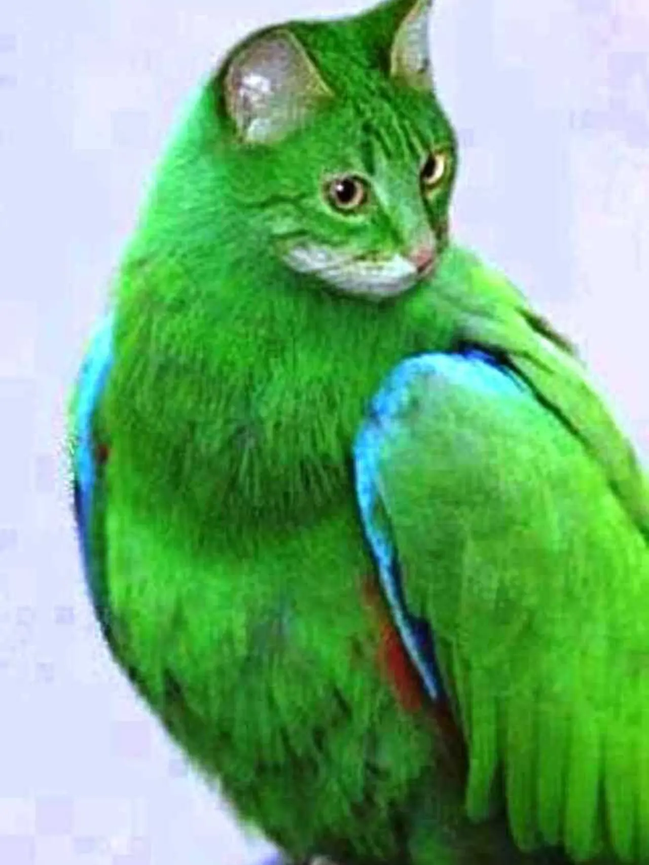 6 Editan Foto Kucing Campuran Burung Ini Nyeleneh, Bikin Bingung - Hot ...
