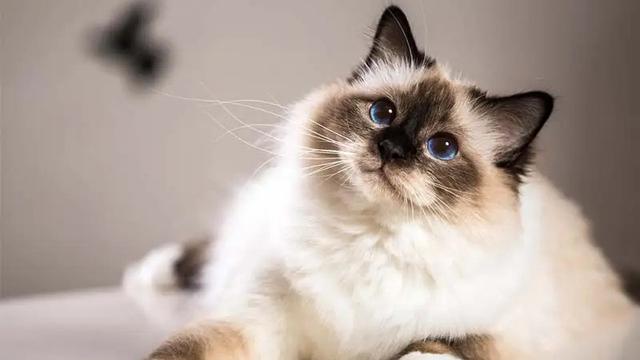 Gemas Pol! 10 Ras Kucing Ini Dikaruniai Mata Biru yang Menawan ...