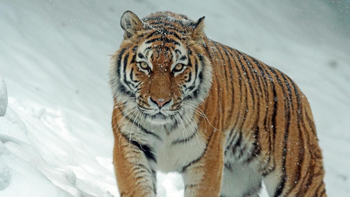 40 Tiger Quotes to Bring Out Strength and Ferocity Inside You